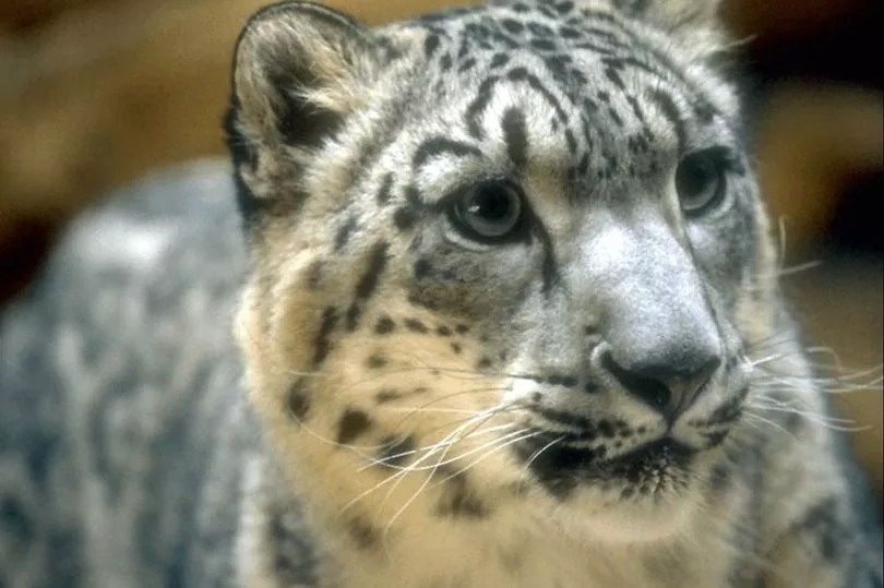 The Lindsey Leopard – Lincolnshire Folk Tales Project